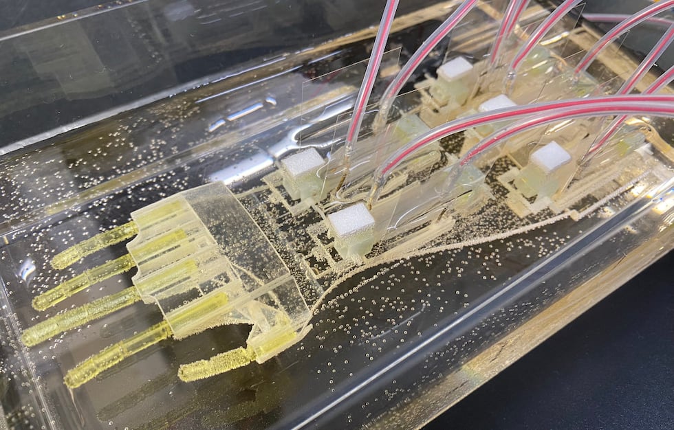 A robotic arm made from human tissue: Science advances toward living ...