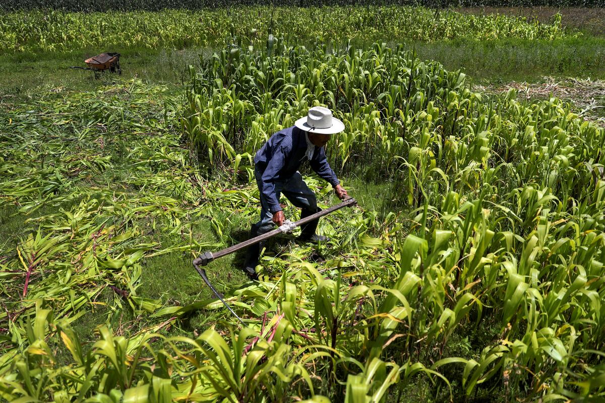 US escalates trade dispute with Mexico over limits on genetically ...