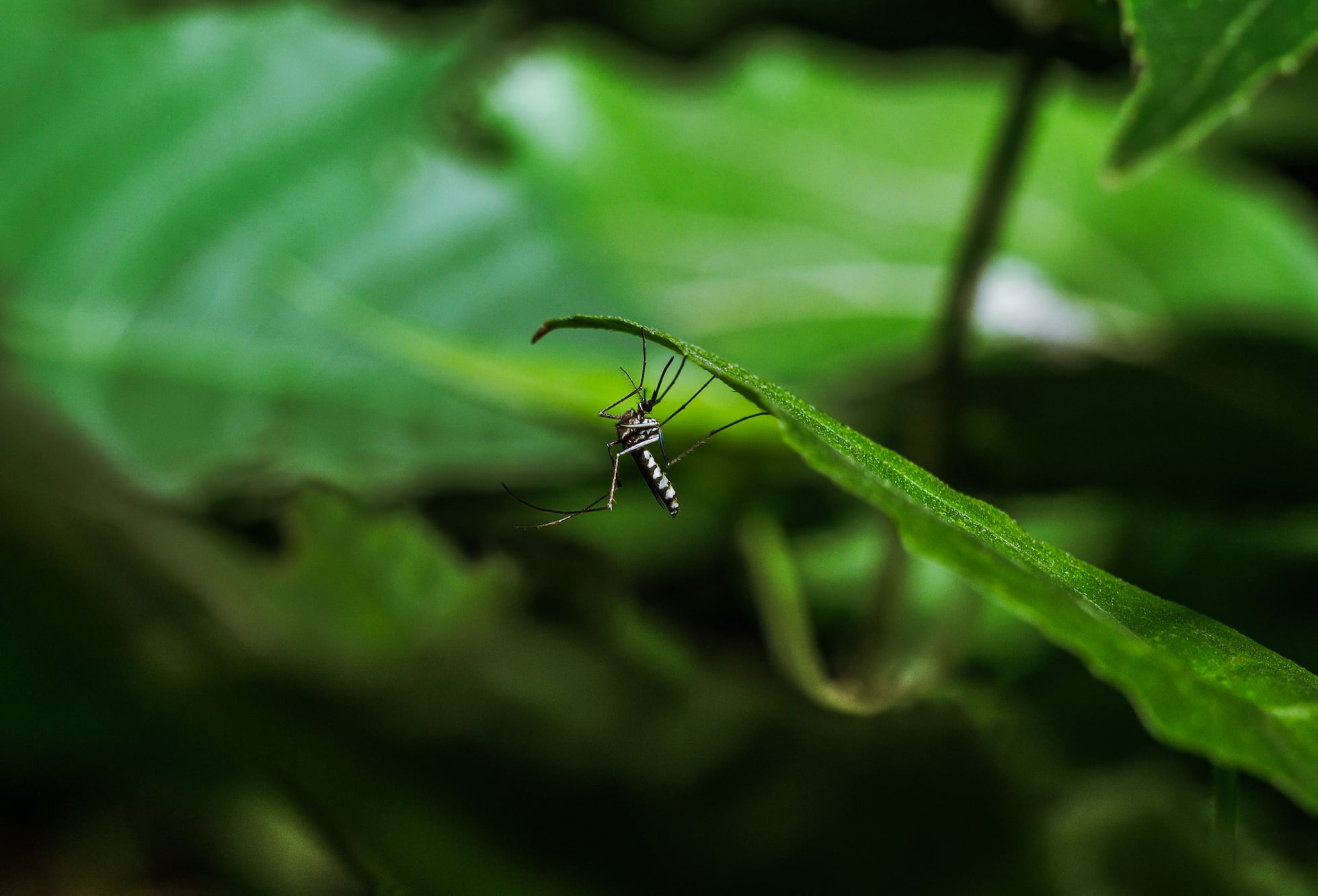 Two of the deadliest mosquitoes have thrived thanks to their ties to ...