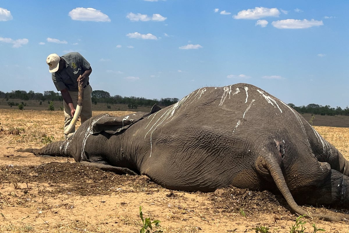 At least 100 elephants die in drought-stricken Zimbabwe park, a grim ...