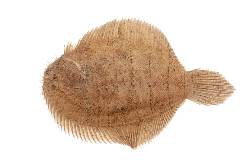 From fish that eat microplastics to other blind species: the fantastic ...