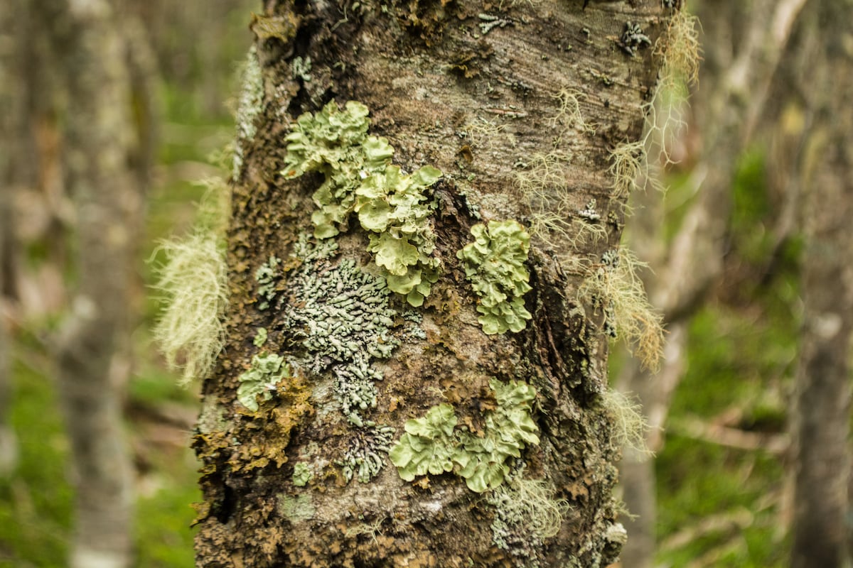 What is a holobiont and why can it change our understanding of the ...