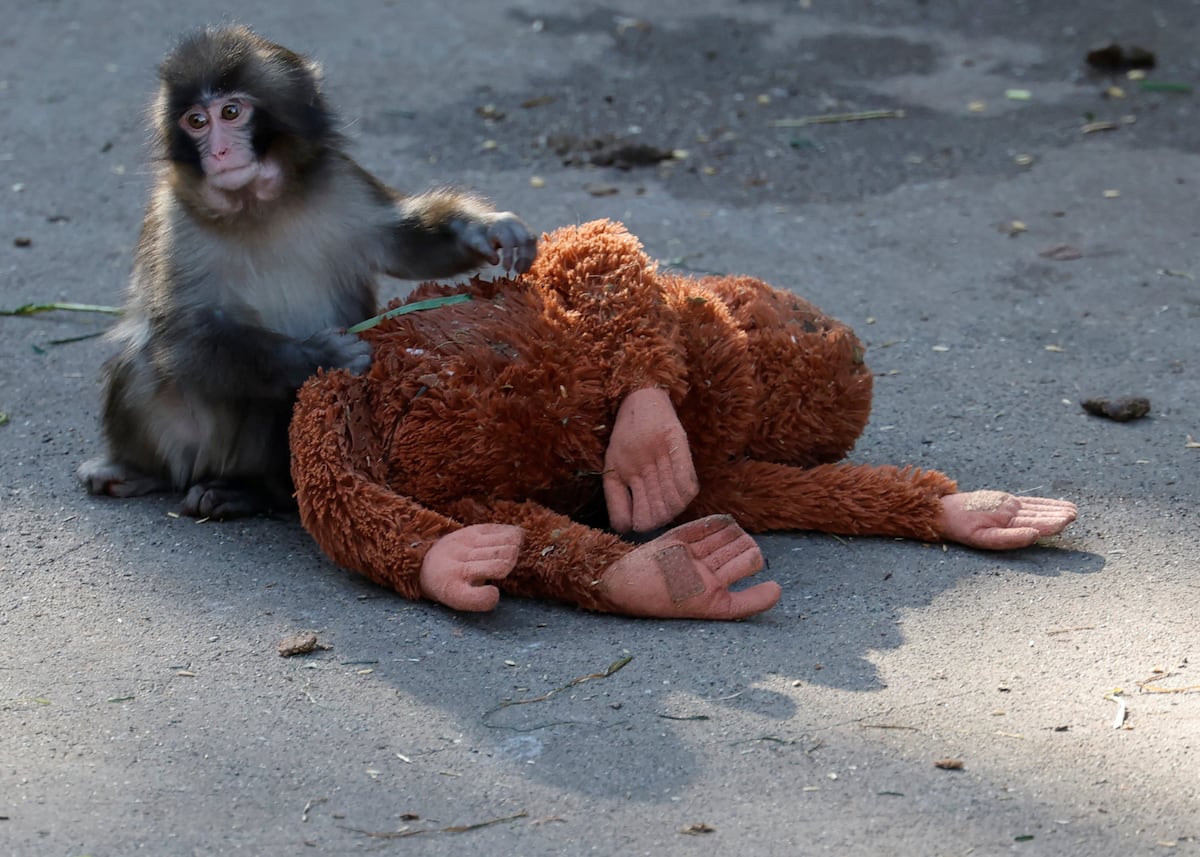 El mono ‘Punch’ y el peligro de humanizar a la fauna silvestre ...