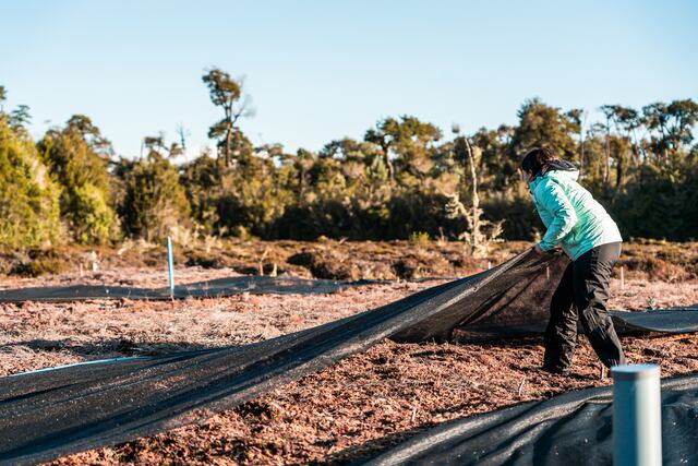 ¿Qué son las turberas de la Patagonia de Chile y por qué es importante ...