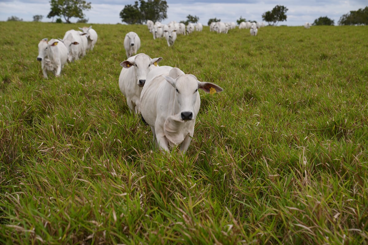 O pasto que sequestra mais carbono e que pode revolucionar a pecuária ...