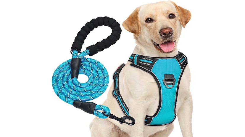 ¿Cuáles son los mejores arneses para perros? Probamos cuatro y elegimos ...