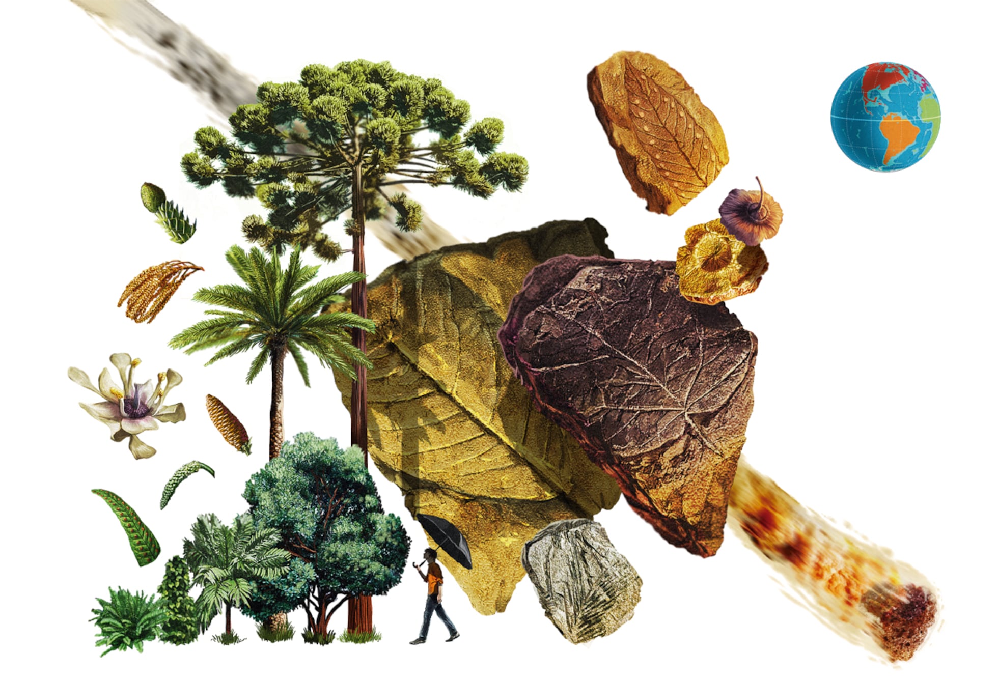 What can fossils teach us about biodiversity? | Science | EL PAÍS English