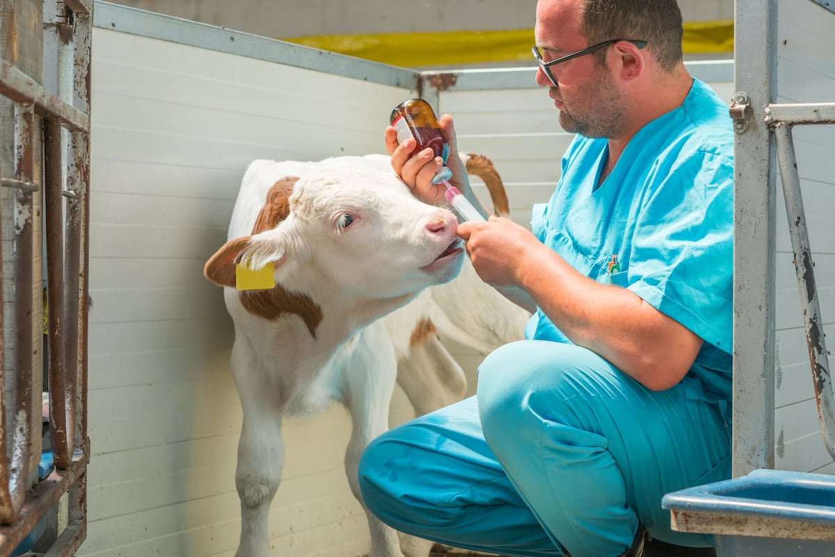 Veterinaria: la profesión que cura a la humanidad | El hacha de piedra ...