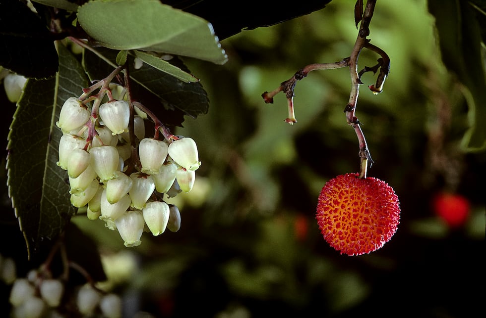 El madroño, ese arbusto con deliciosos frutos y bellos racimos de ...