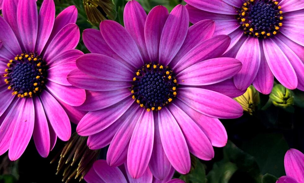 Siempre es tiempo de margaritas | Estilo de vida | EL PAÍS