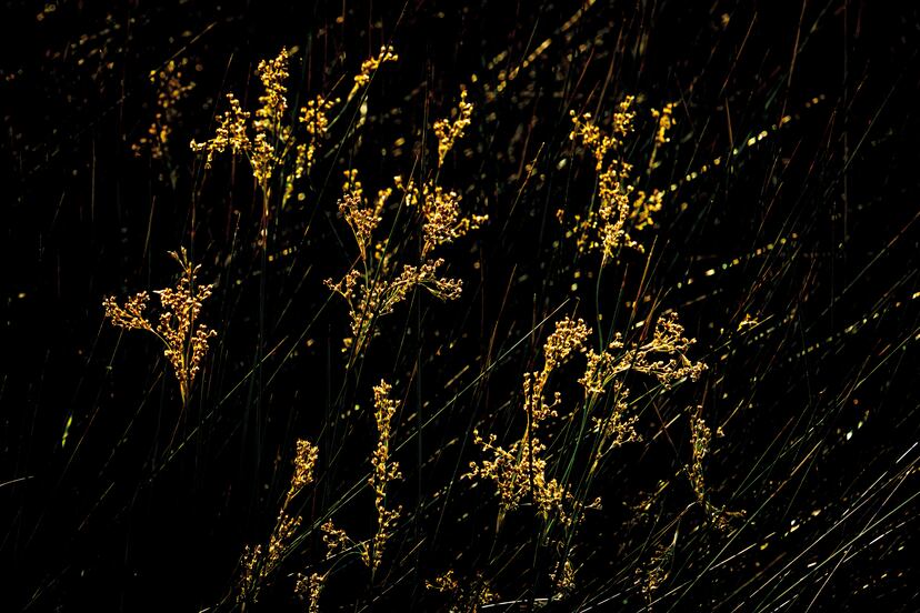 Las últimas artesanas del junco | EL PAÍS Semanal | EL PAÍS