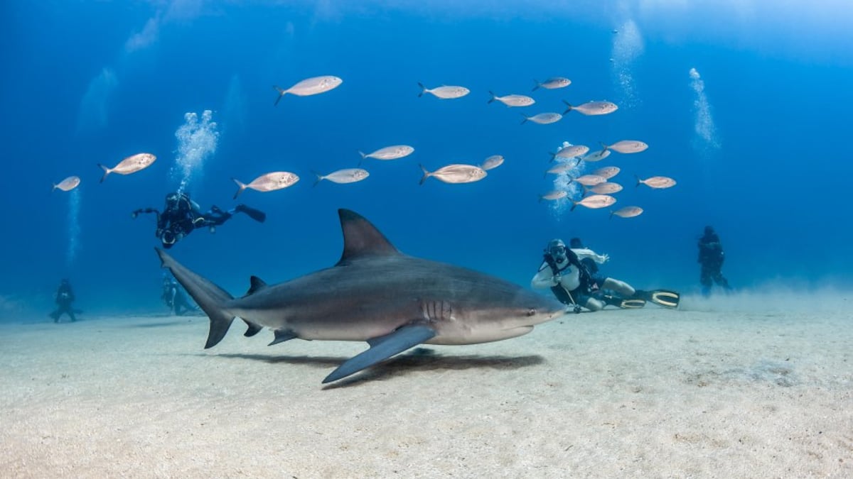 La lucha en el Mar de Cortés para revivir ‘el acuario del mundo ...
