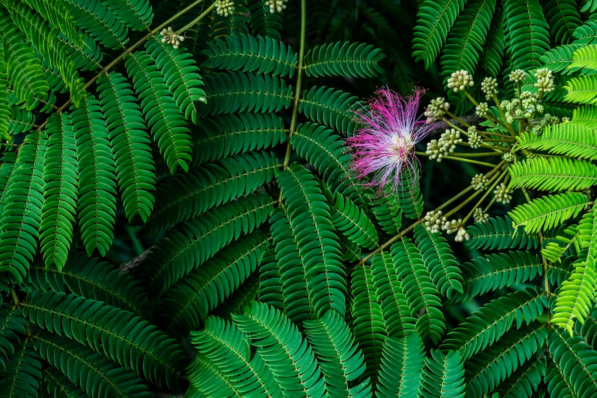 La acacia de Constantinopla, así es el árbol que duerme por las noches ...