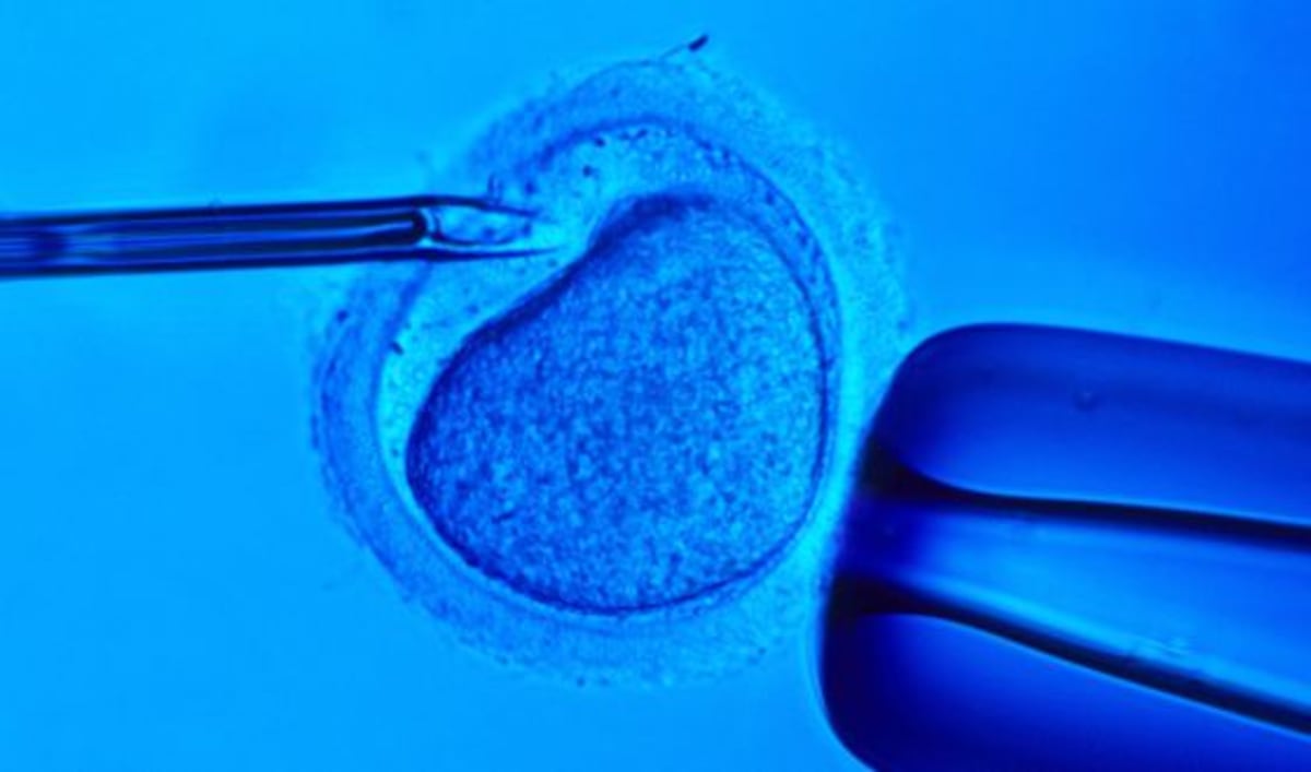 El TSJC equipara un proceso de fecundación ‘in vitro’ a un embarazo ...