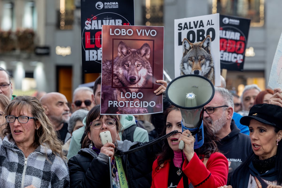 Asturias permitirá cazar 53 lobos tras quedar desprotegida la especie ...