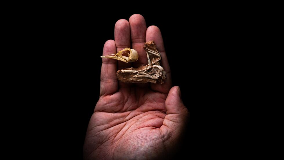 An intact 80-million-year-old fossil is the ‘Rosetta Stone’ that ...