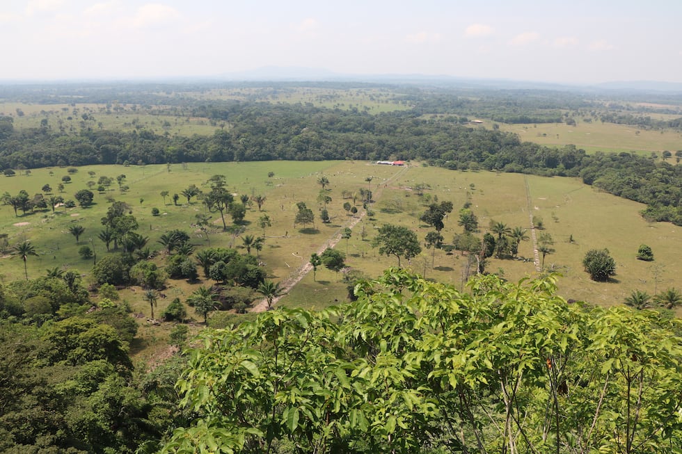 Eight Amazonian countries with the power to save the planet | Society ...