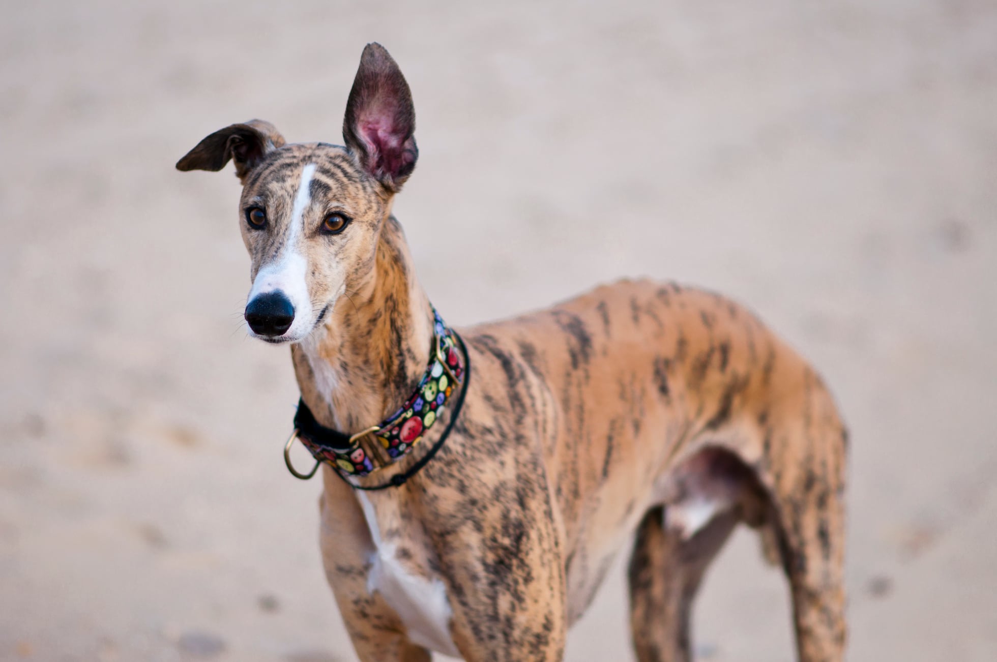 Los galgos, unos desconocidos idóneos como compañeros de hogar | Estilo ...