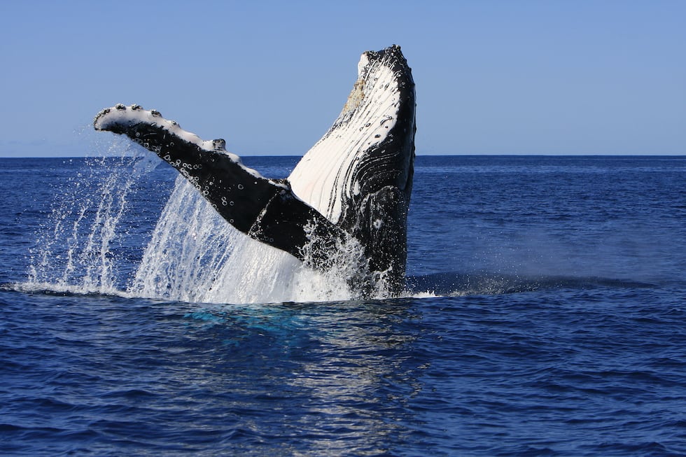 Whale songs follow the laws of human languages | Science | EL PAÍS English