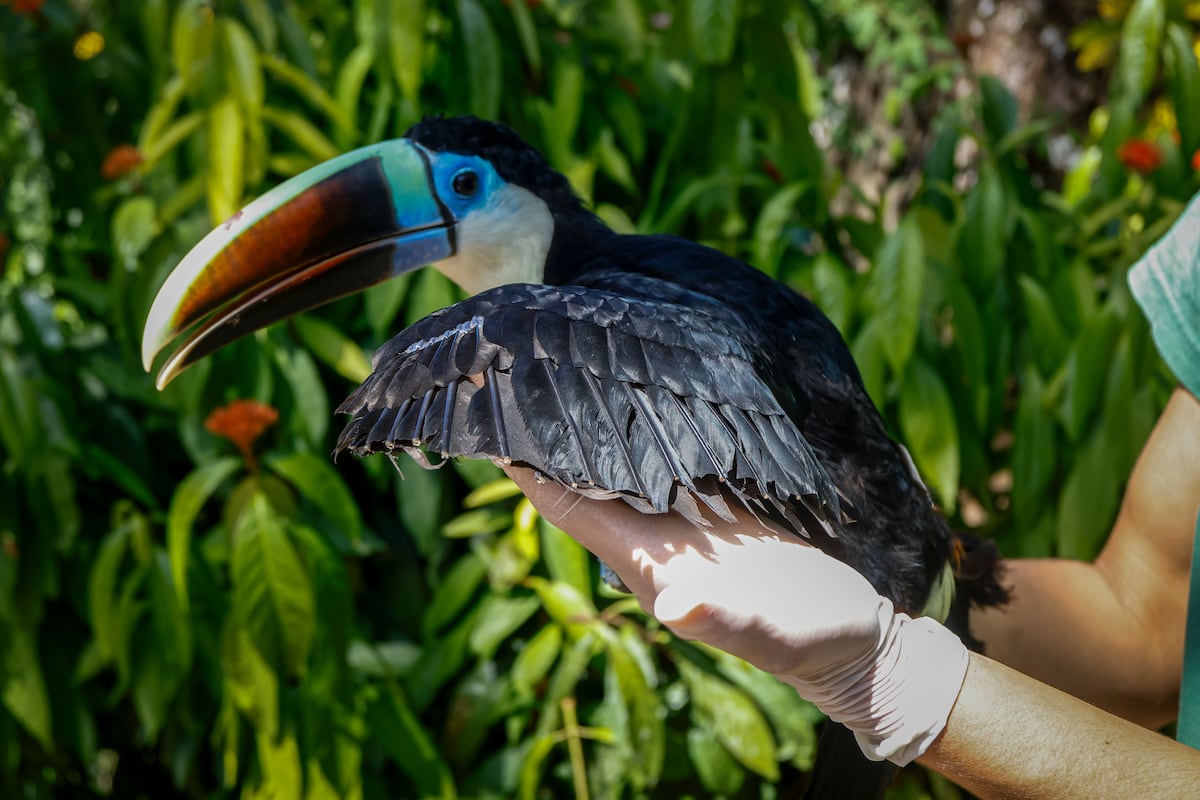 Tráfico de animales: Un Brasil sin cifras, una Amazonia sin alas ...