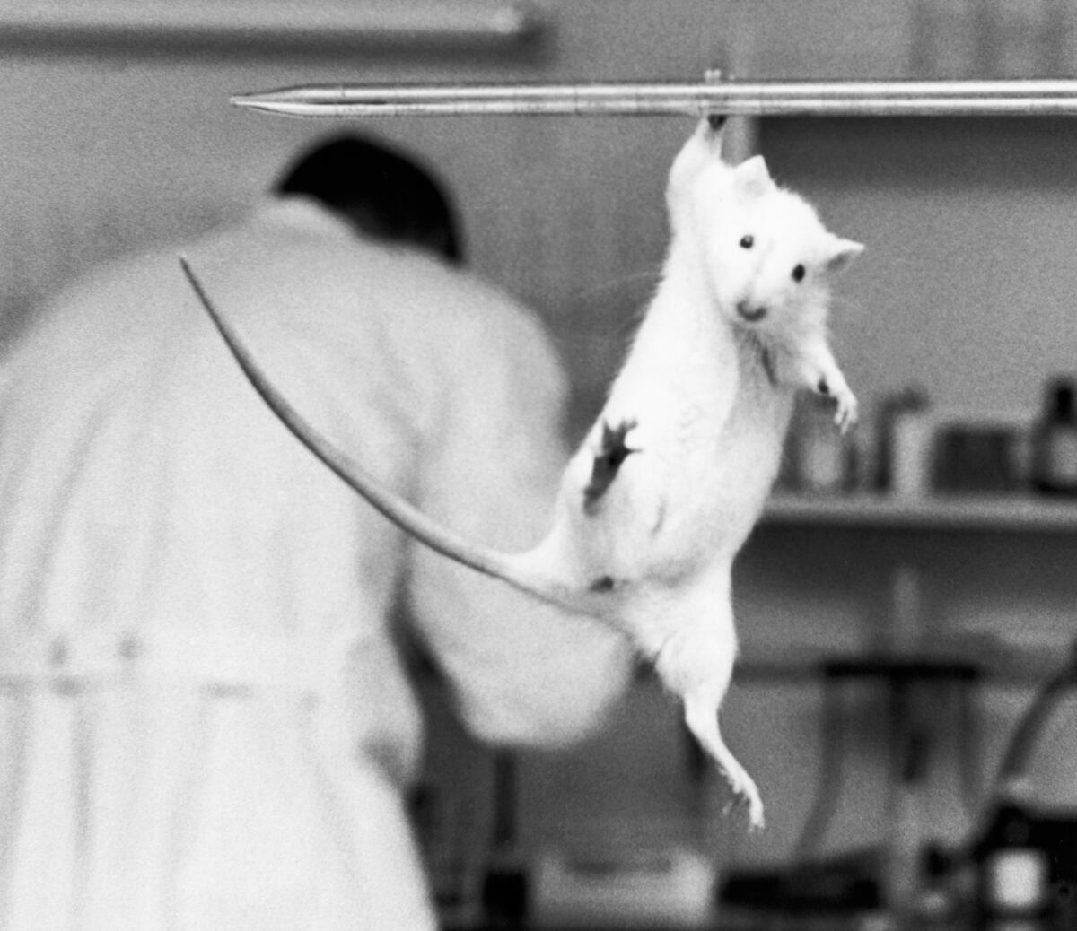 Sé mala persona pero sé buena rata | ICON | EL PAÍS