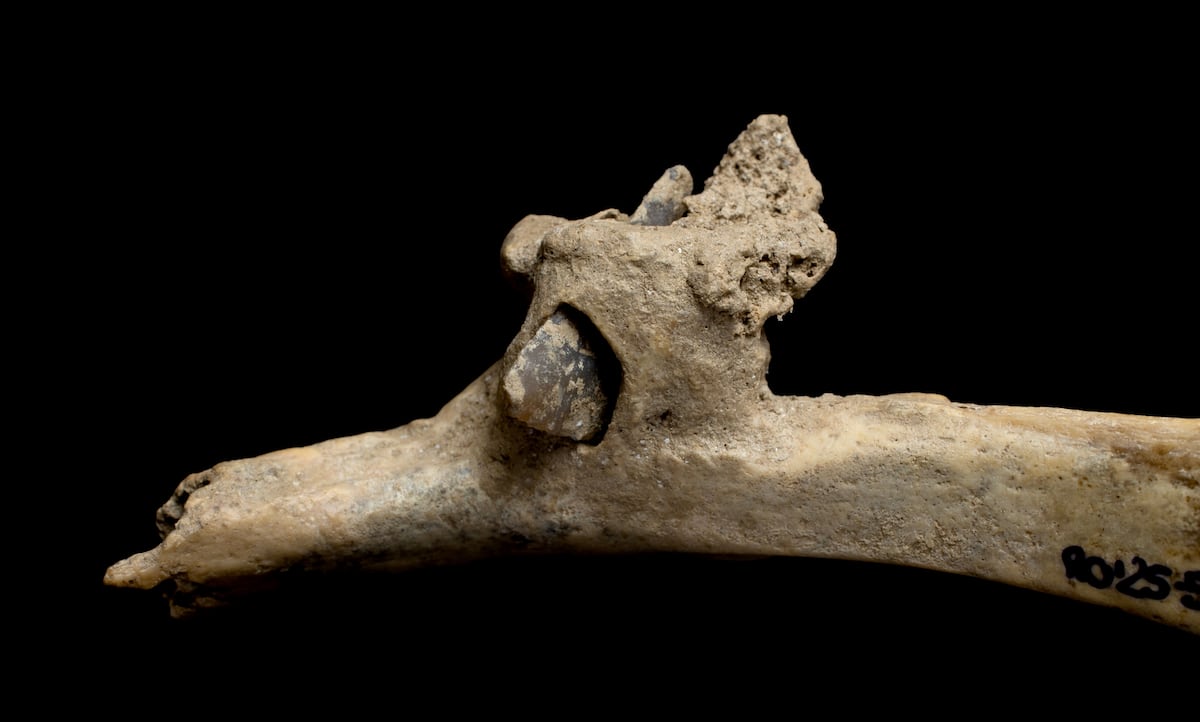 Descubierta una flecha clavada en una costilla humana de hace más de 4. ...