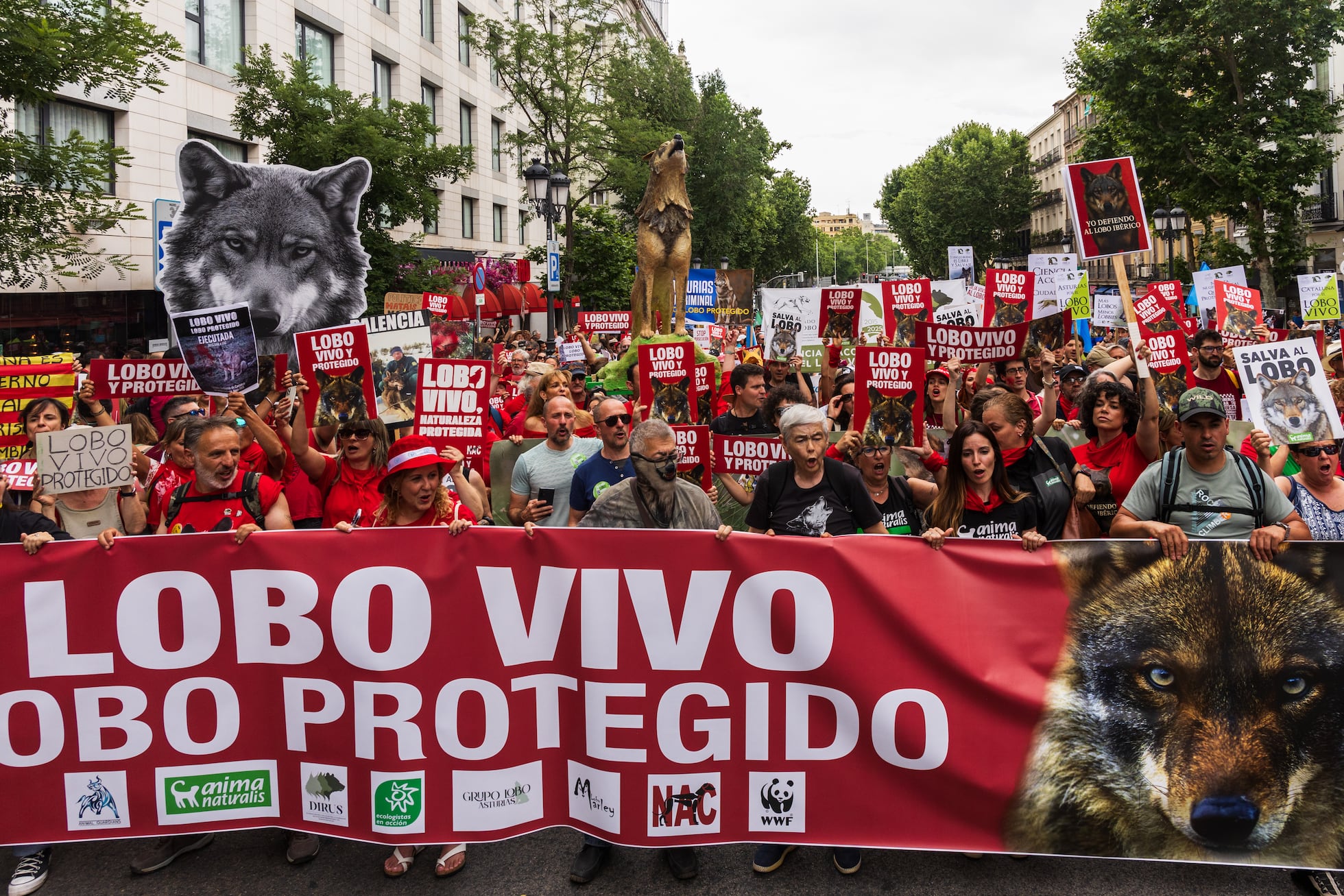 Miles de personas claman en Madrid “Lobo vivo, lobo protegido” y exigen ...