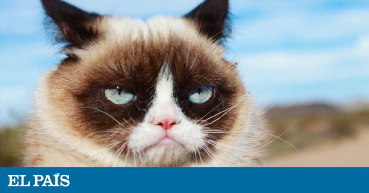 Morre ‘Grumpy Cat’, a gata celebridade da internet, protagonista de ...