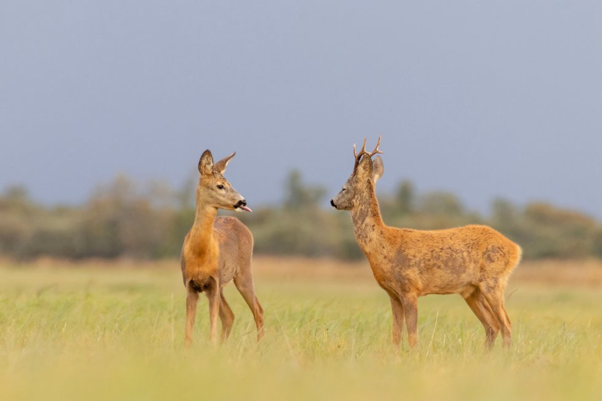 Ciervos que se hacen burla y otros animales de mucha risa | Fotos | Los ...