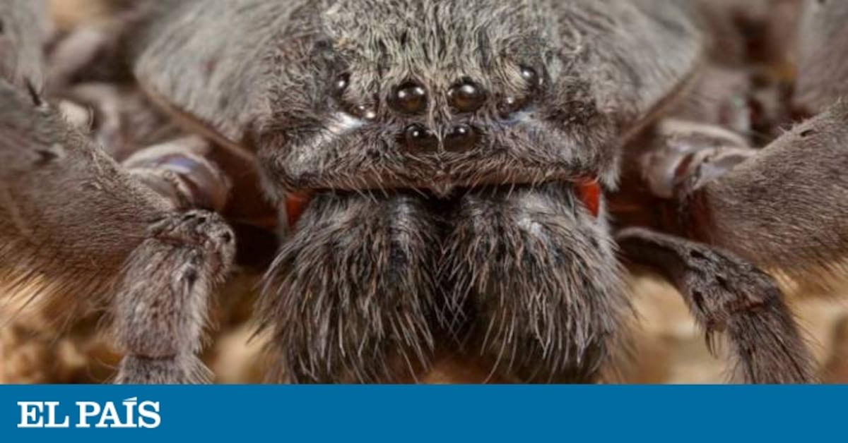 Mexican arachnids: New giant spider species discovered in northern ...