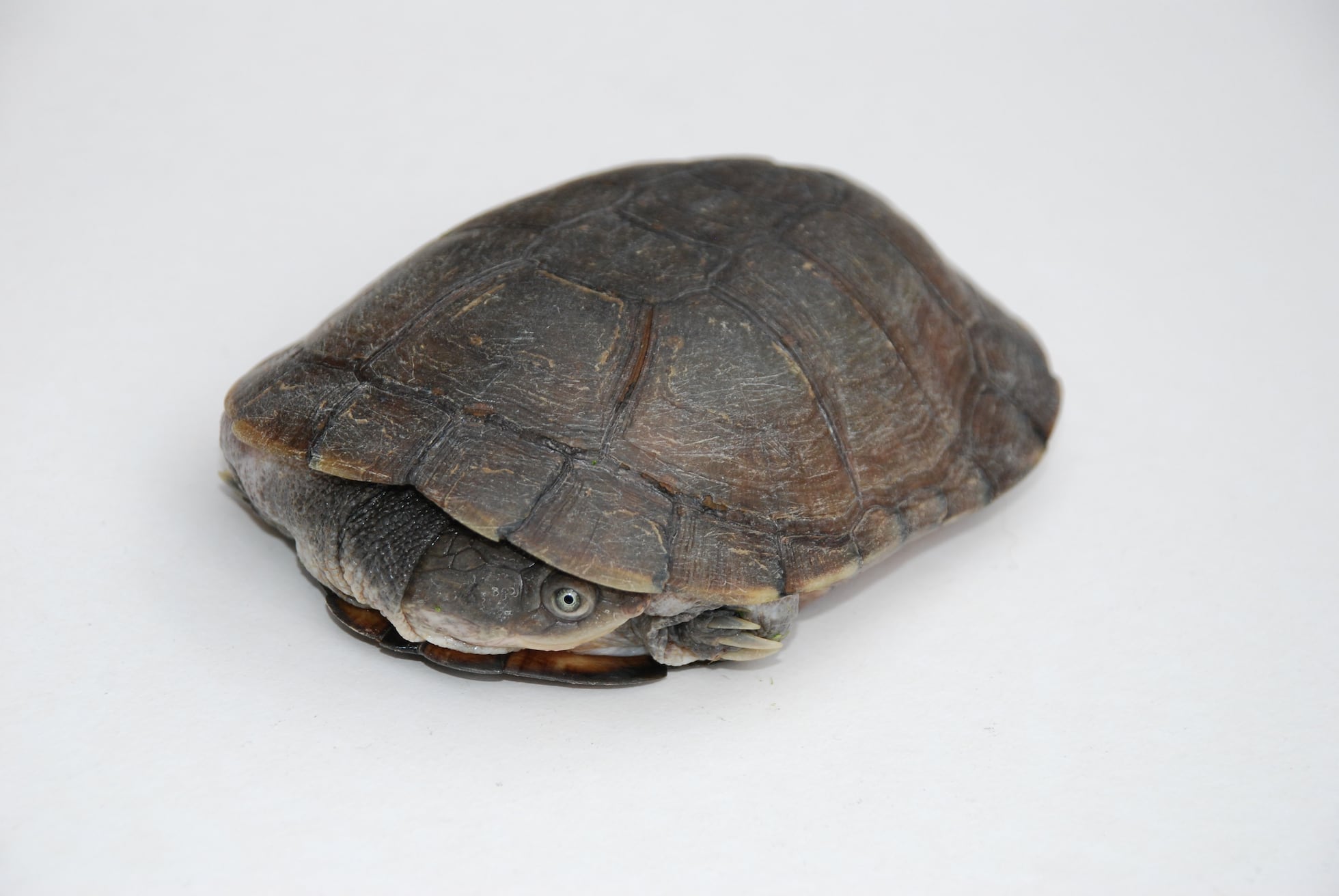 El ‘habla’ entre tortugas apunta a un ancestro común con los humanos de ...