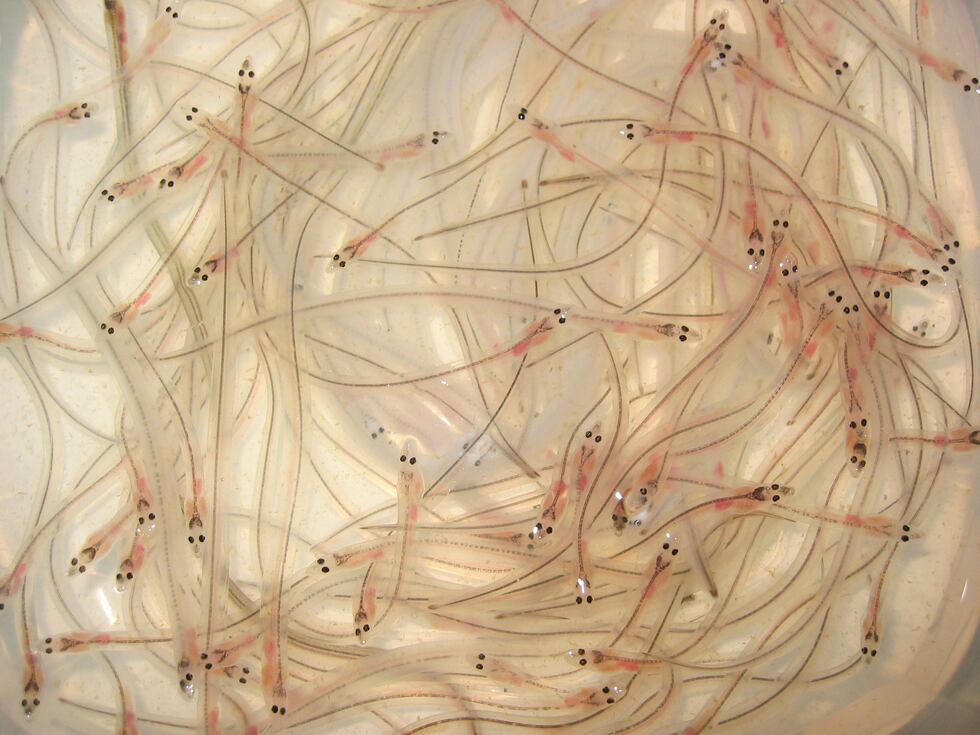 La angula, un viaje de dos años y 6.000 kilómetros para acabar en una ...