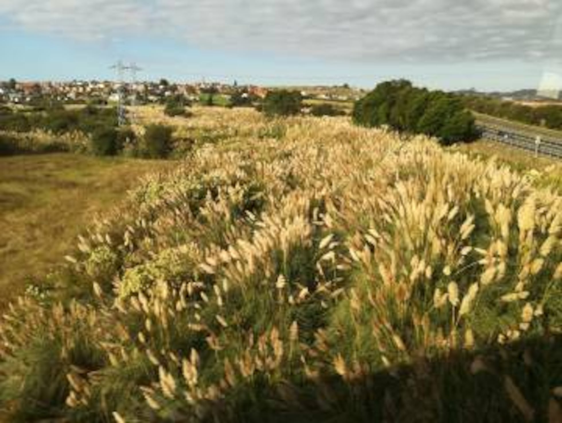 El plumero de la pampa, la planta que pasó de ser ornamental a invasora ...