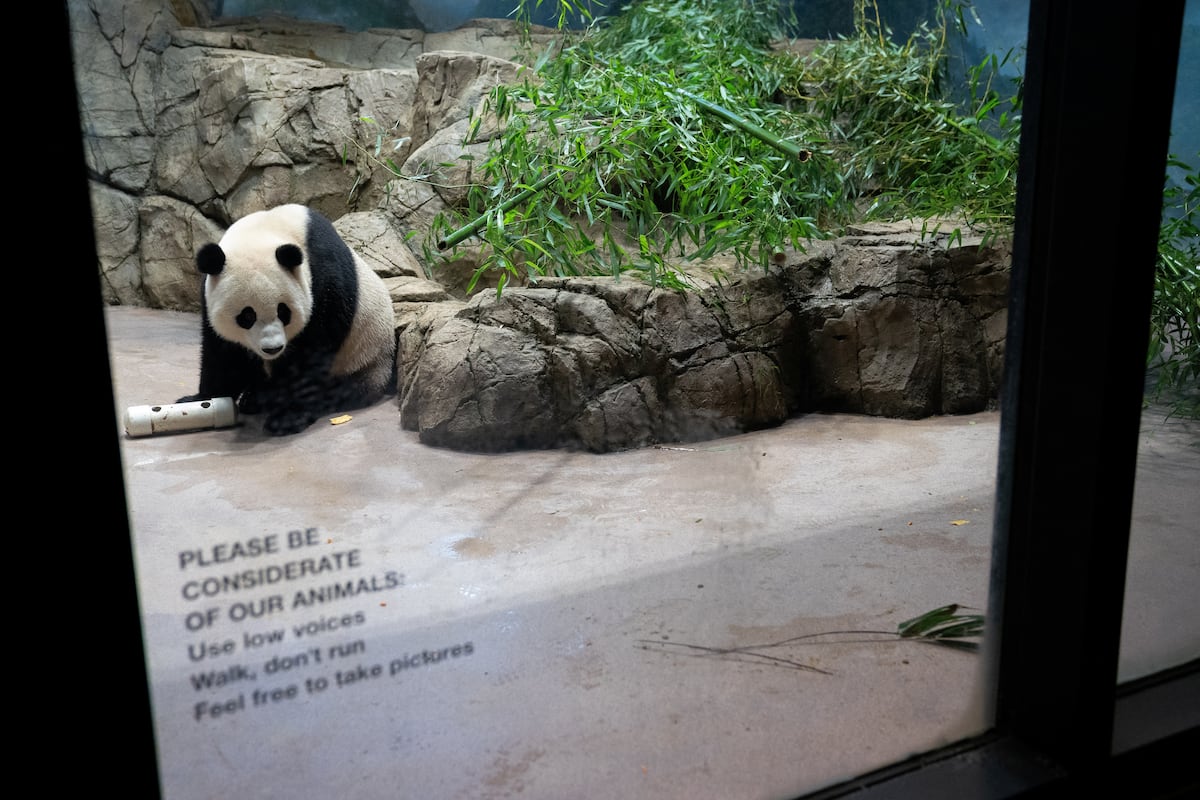 Pandas could be gone from America’s zoos by the end of next year | U.S ...