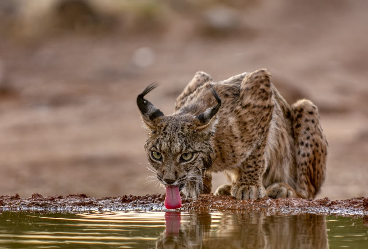 Así se salva una especie en peligro crítico: el lince ibérico ...