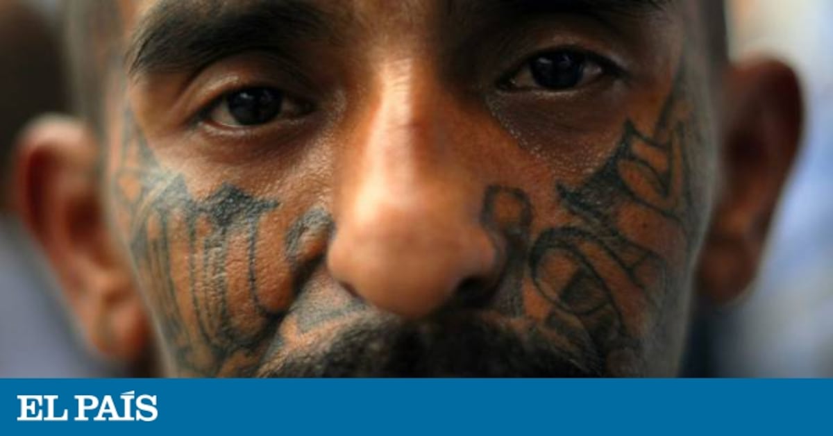Mara Salvatrucha: MS-13: la banda callejera que le quita el sueño a ...