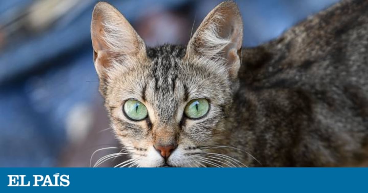 Un pueblo de Nueva Zelanda planea erradicar los gatos domésticos para ...
