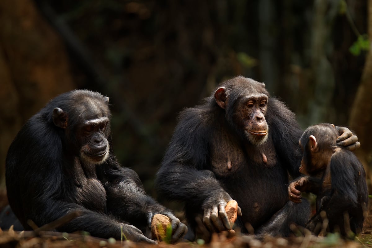 Some animals take care of others in need even if they are not related ...