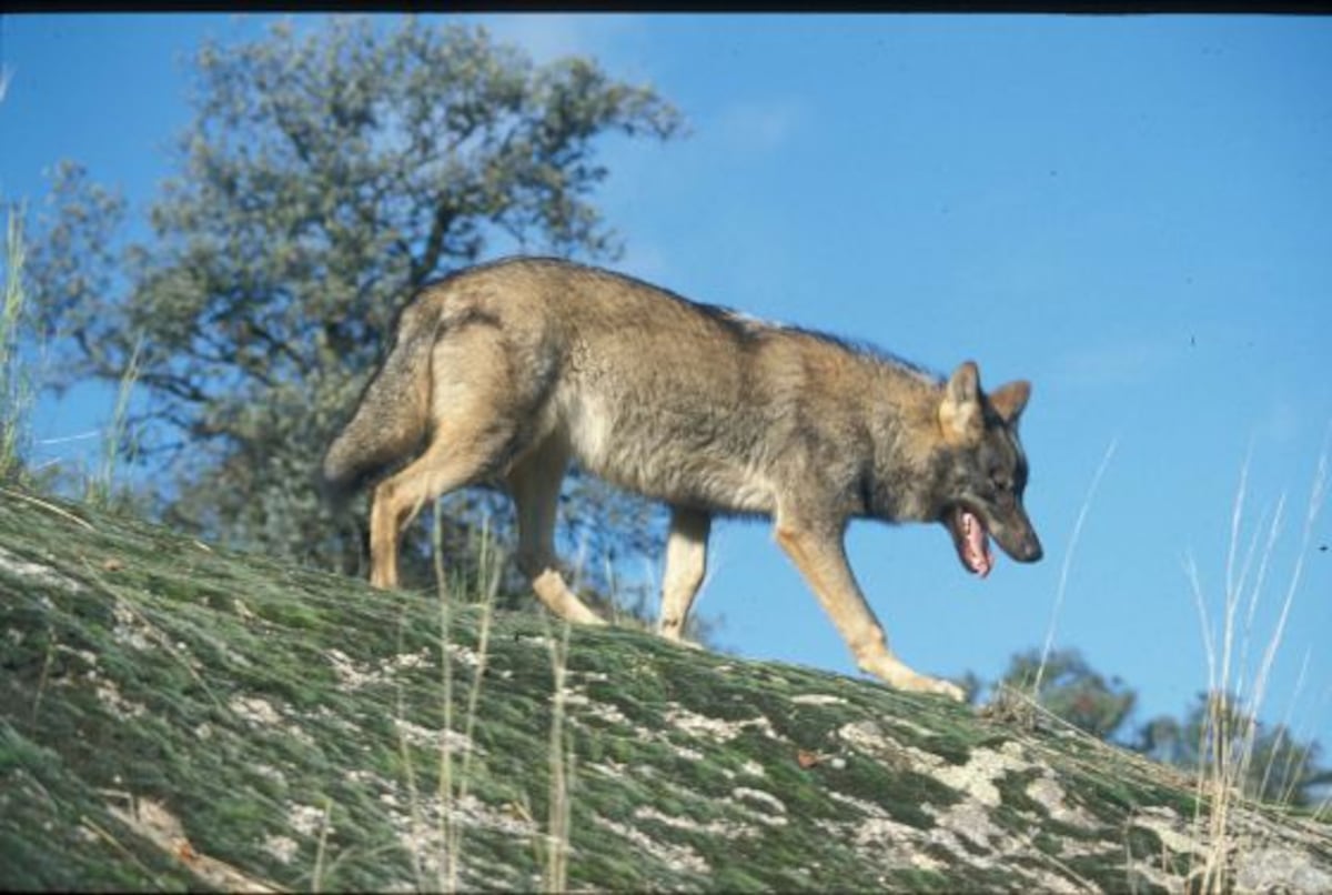 Brussels keeps wolves out of sight | Spain | EL PAÍS English