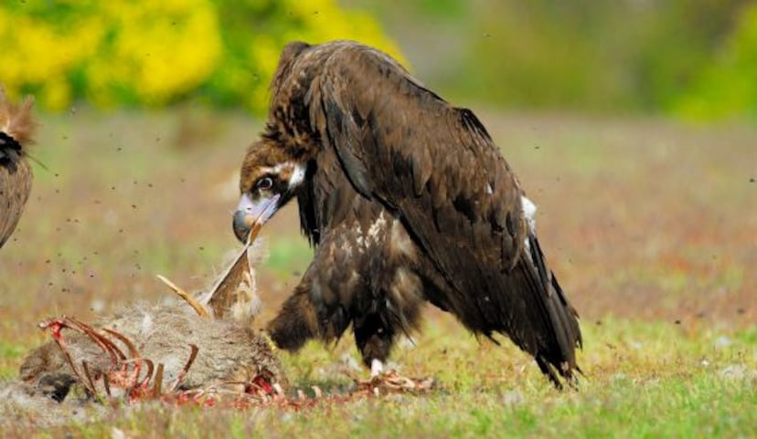 Descubren el secreto de los buitres para poder comer carne putrefacta ...