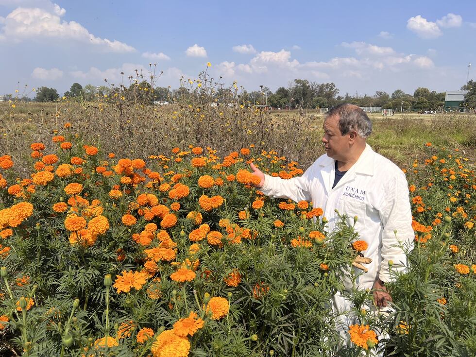 El cempasúchil: historia, usos y simbolismo de la flor que guía a los ...