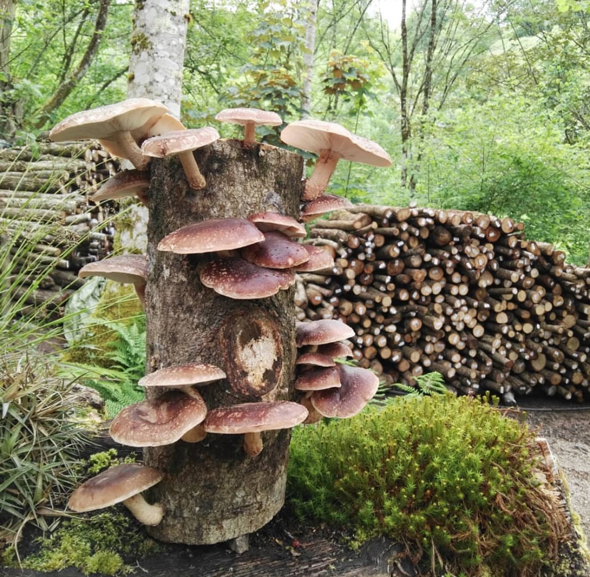 Fungi Natur: La empresa que cultiva hongos exóticos al modo japonés en ...