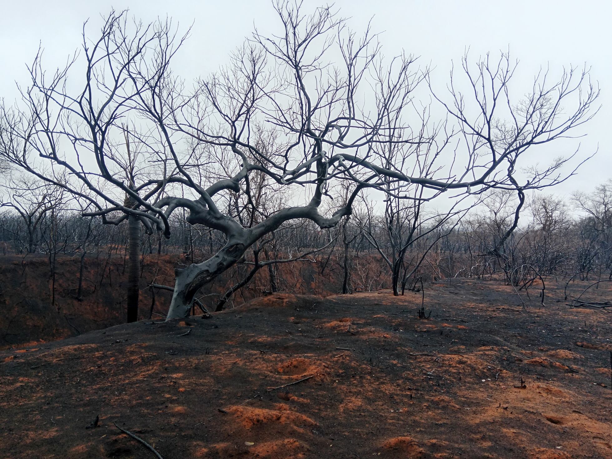 Incendios en Bolivia: Más de dos millones de hectáreas de campos y ...