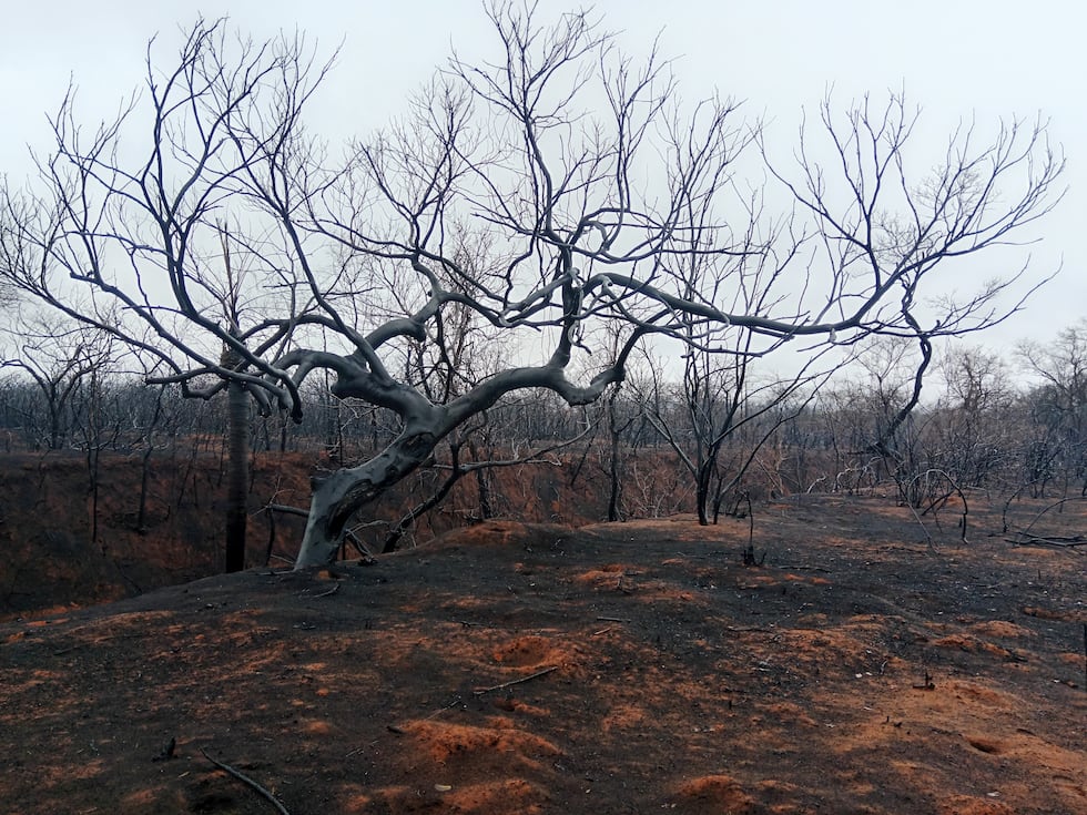 Incendios en Bolivia: Más de dos millones de hectáreas de campos y ...