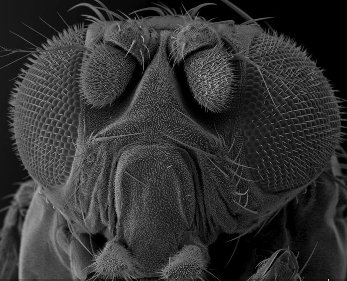 fruit fly: Scientists create first genetically modified animal that can have offspring asexually ...