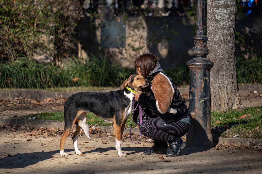 La amistad entre perros y humanos encuentra una base científica que ...