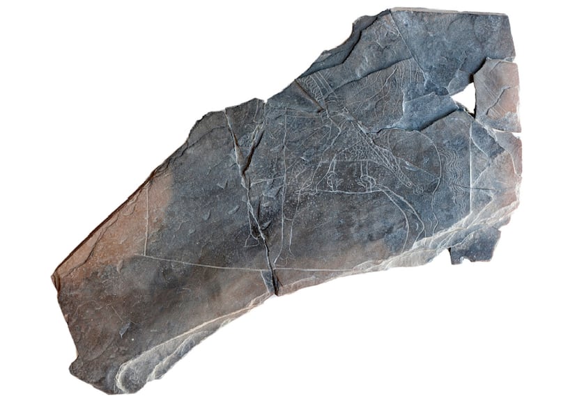 Study sheds light on mysterious mounted warrior from Africa who fought ...