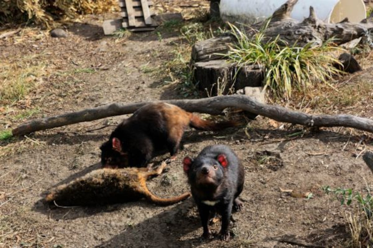 Batalla contra la genética para salvar al demonio de Tasmania | Ciencia ...