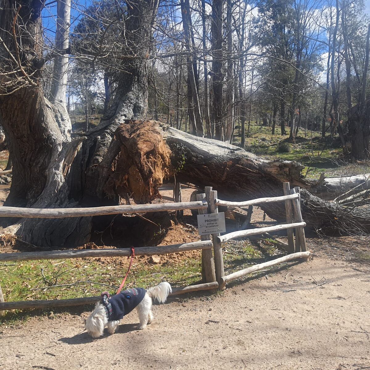 Cae una parte del Castanyer de les Nou Branques, árbol icónico del ...