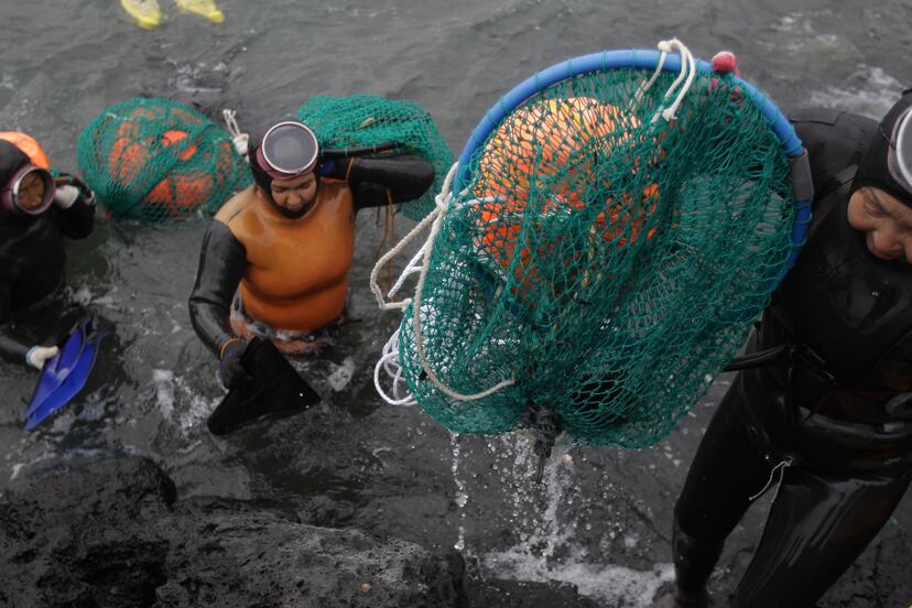 Haenyeo DNA reveals how the human body can adapt to extreme diving ...